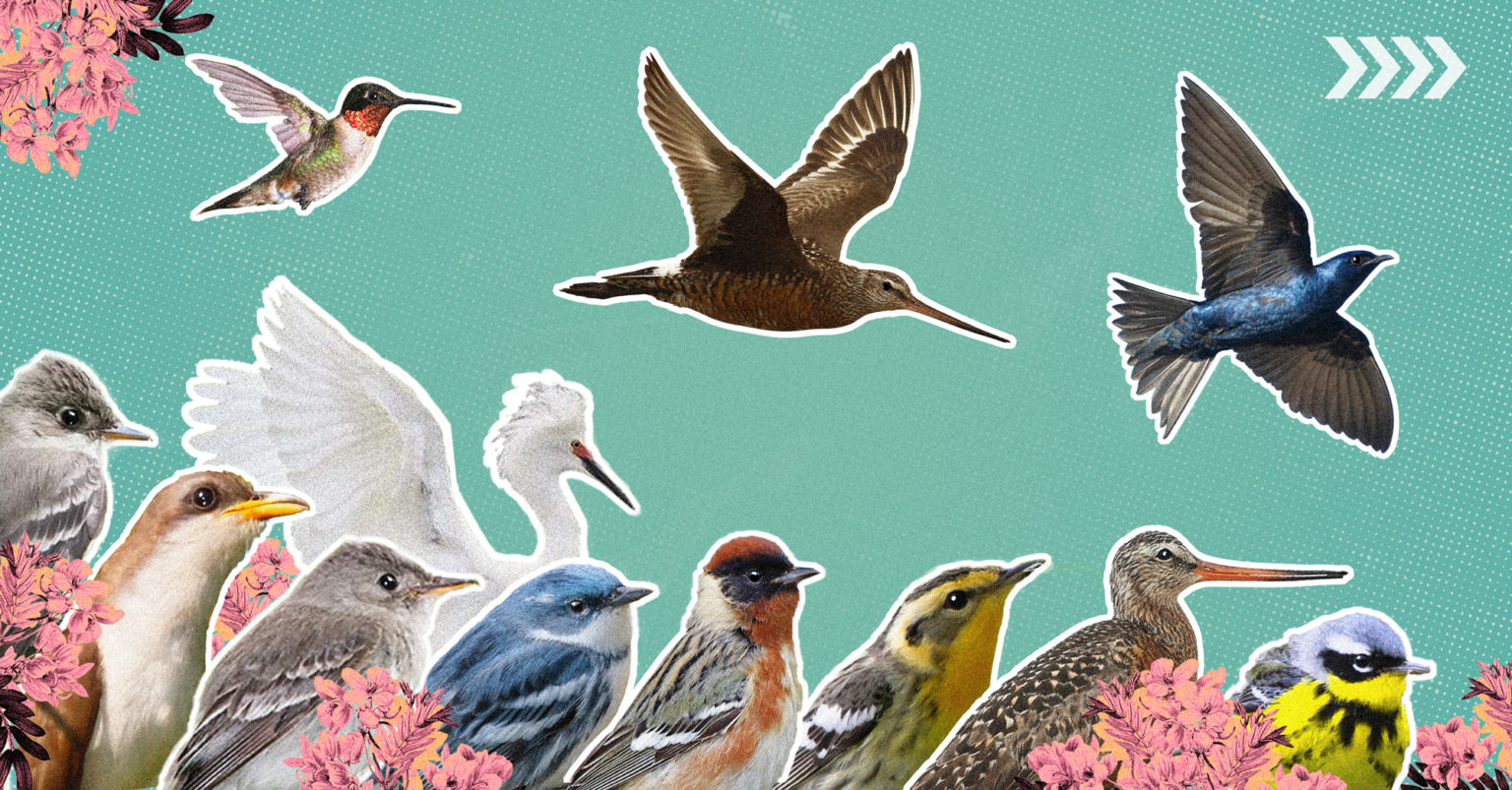 Turn Your Lights Off to Help Millions of Birds Migrate Safely Through ...