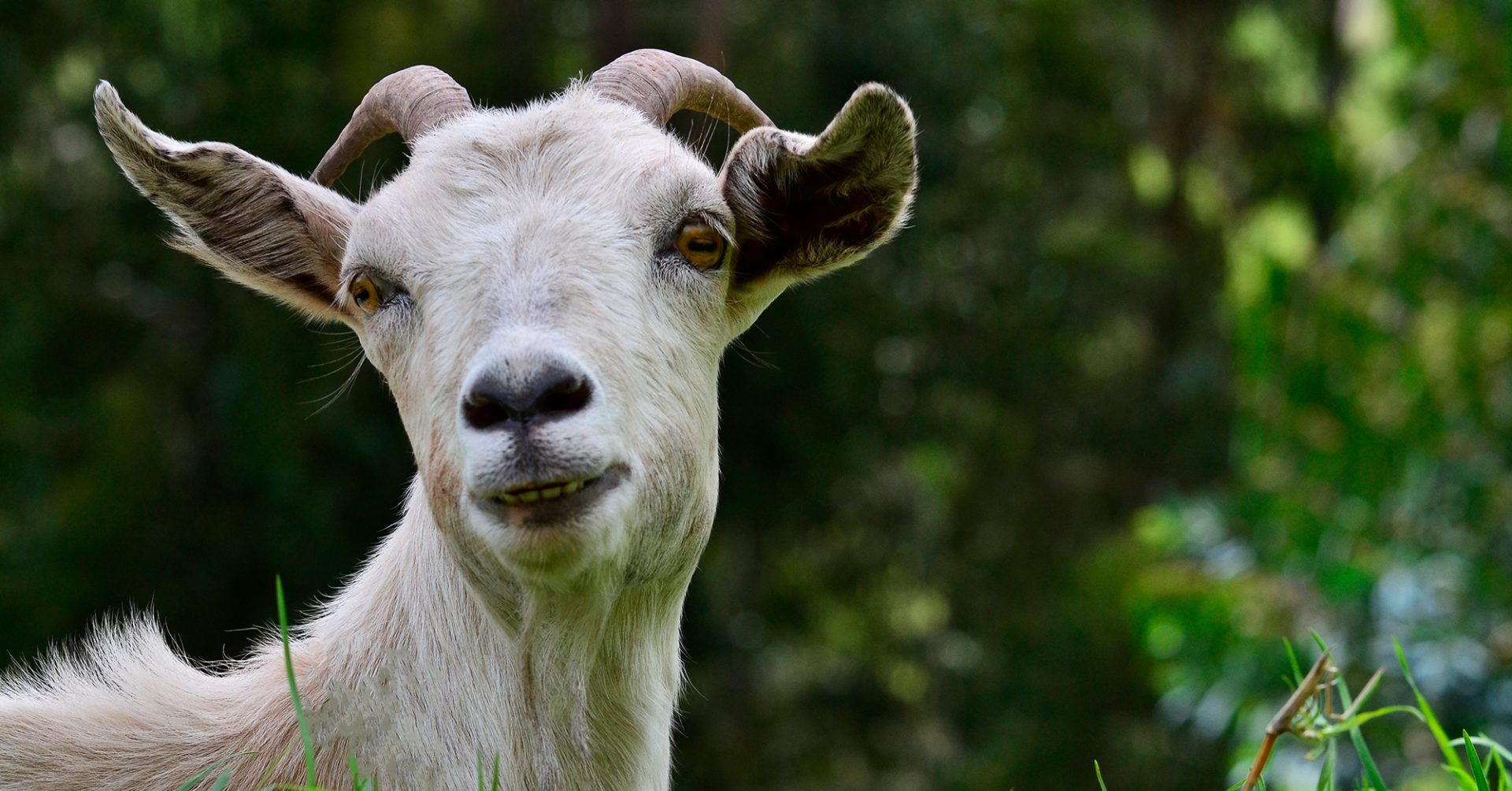 Cute Goats Are Helping with Yard Work at Houston Arboretum - Reform Austin
