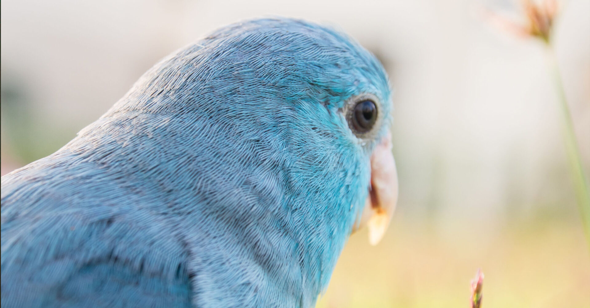 ‘Where Didsha Go?’: Texas Parrot Lost Near Cracker Barrel - Reform Austin