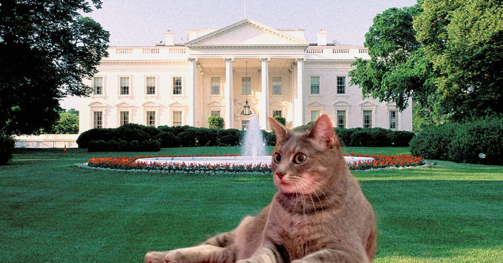 Bidens Welcome Willow The Cat To The White House - Reform Austin