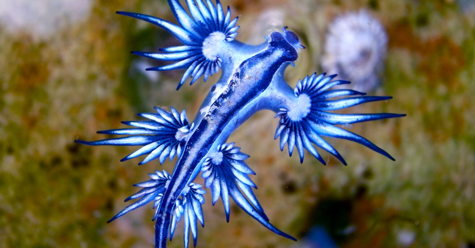 Venomous Rare Sea Slugs Invade Texas Beach - Reform Austin