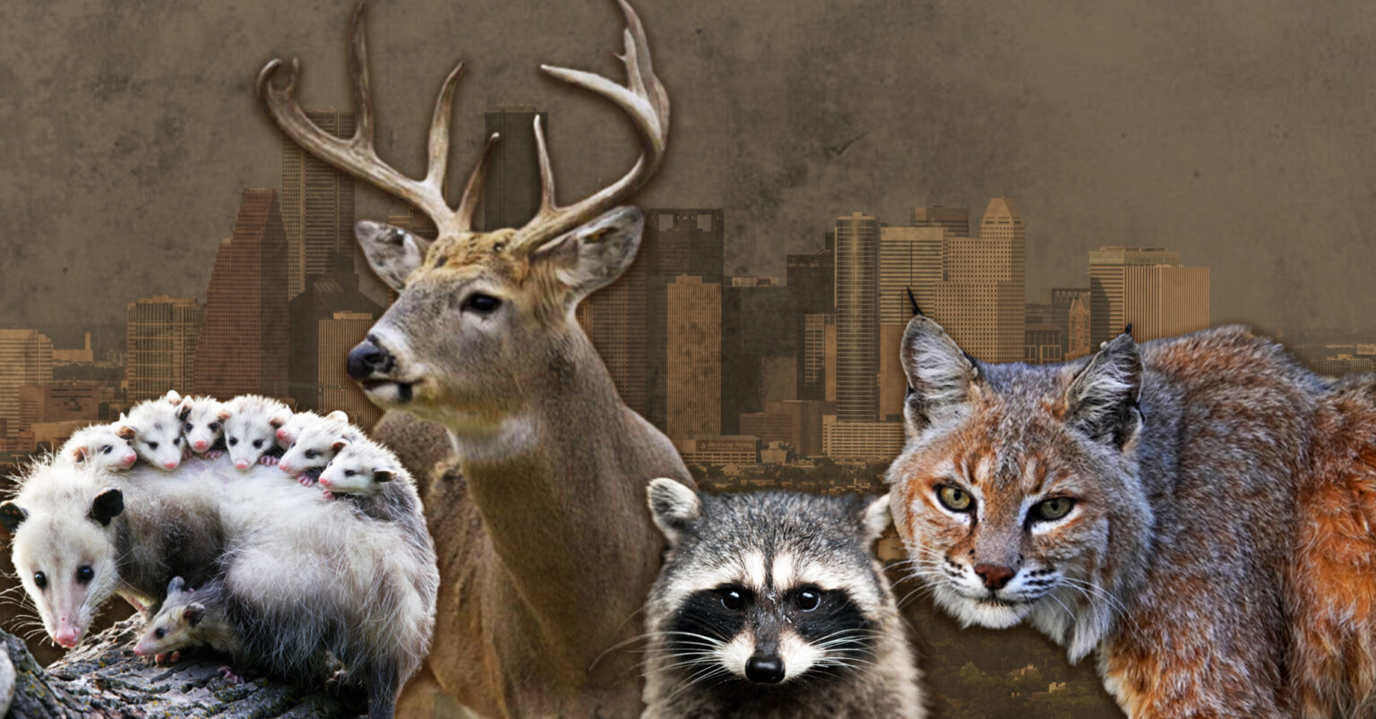 Houston Is Wilder Than You Think - Reform Austin