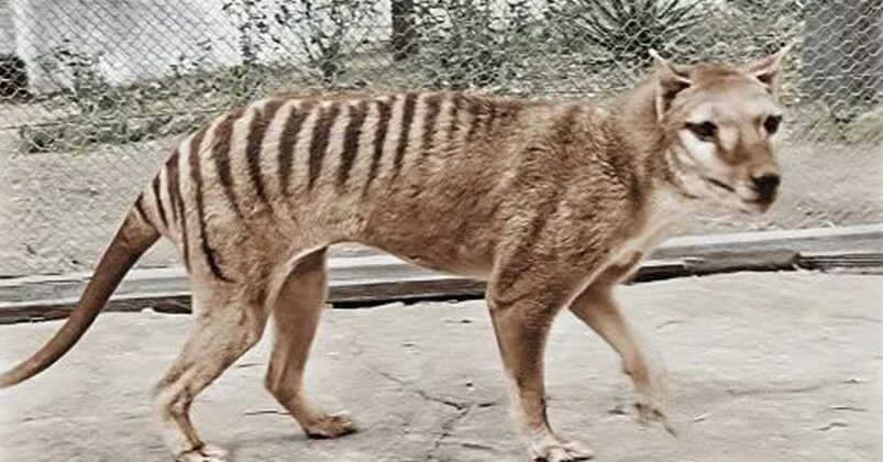 A Dallas-Based Company Wants To Genetically Resurrect The Tasmanian ...