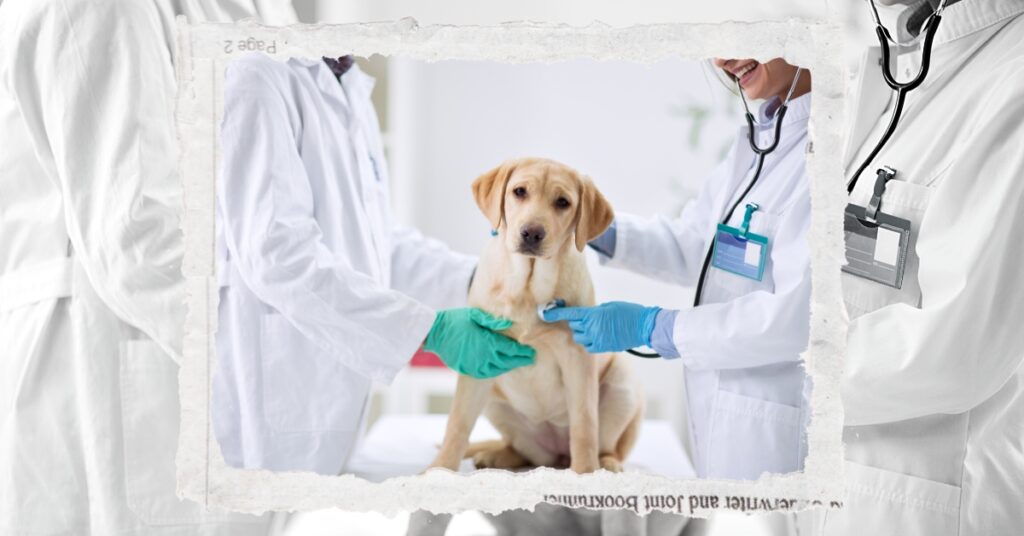 There Is An Outbreak Of Canine Flu. Here Is What You Should Know ...