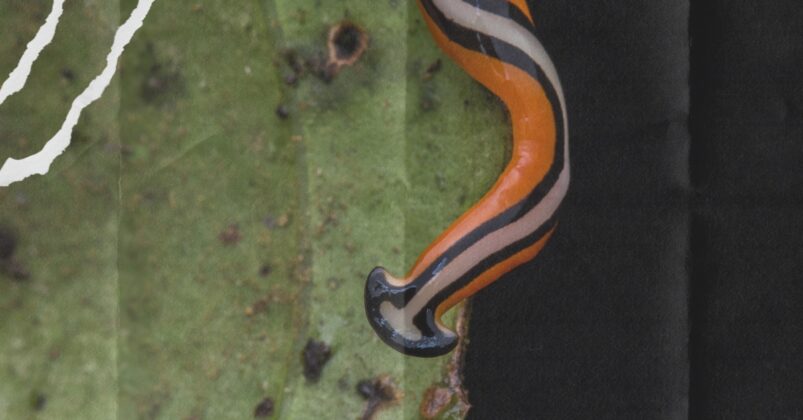 Toxic Worms Invade Texas: Here's What You Need To know - Reform Austin