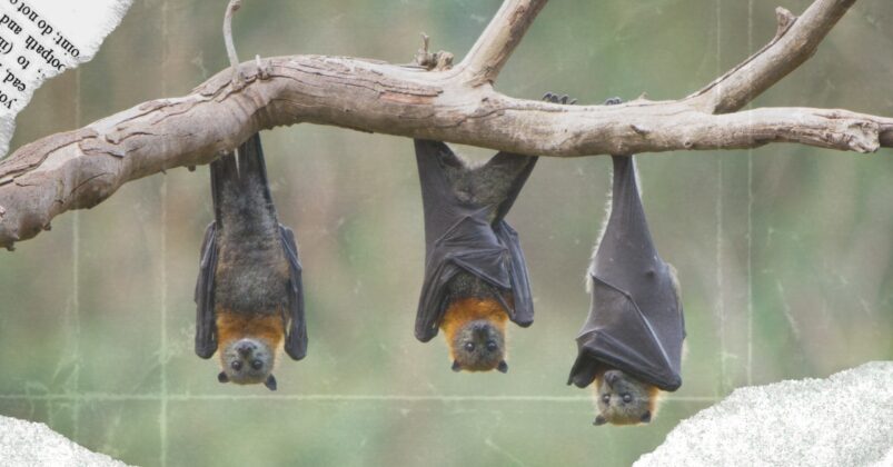 Ice-Covered Wings: Houston's Wildlife Center Races To Save Frozen Bats ...
