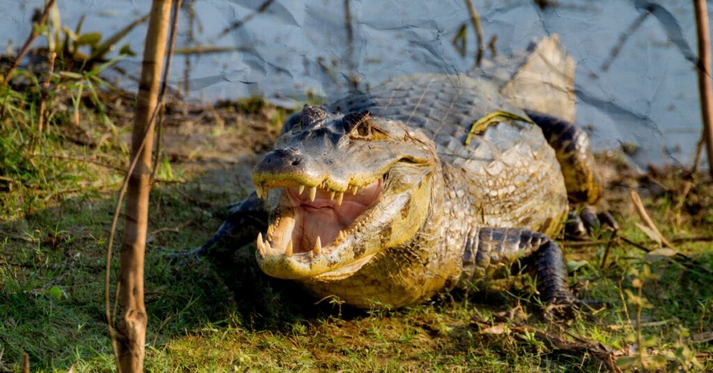 Jaws Of Danger: Texas Officer's Hand Crushed In Deadly Alligator ...