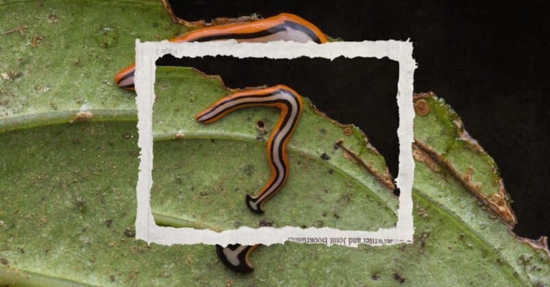 Invasive Hammerhead Worms Resurface in North Texas After Heavy Rains ...
