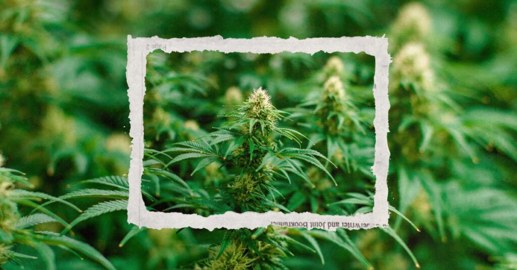 Senate Bill Would Eliminate Most Legal Hemp Products in Texas - Reform ...